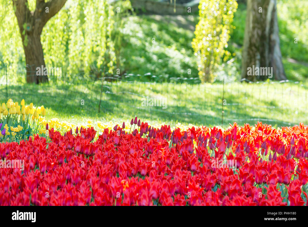 Many red tulips hi-res stock photography and images - Alamy