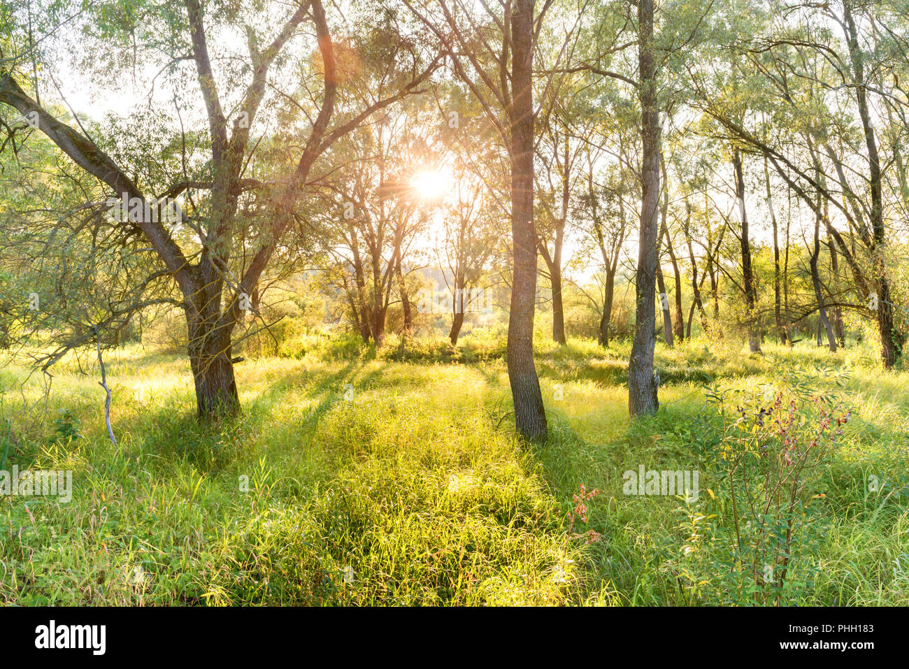 Green sunny park hi-res stock photography and images - Alamy