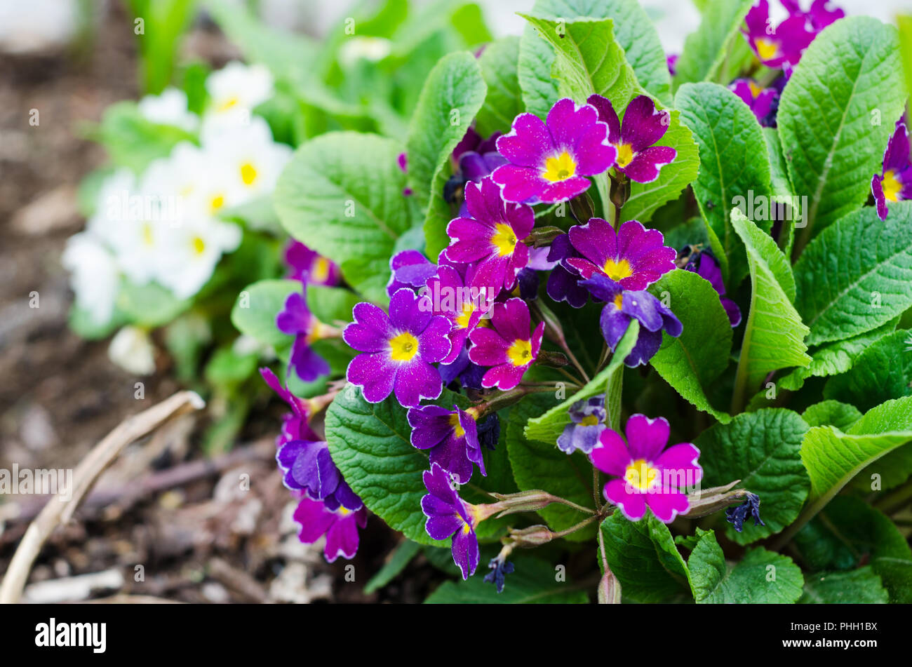 Primrose image hi-res stock photography and images - Alamy