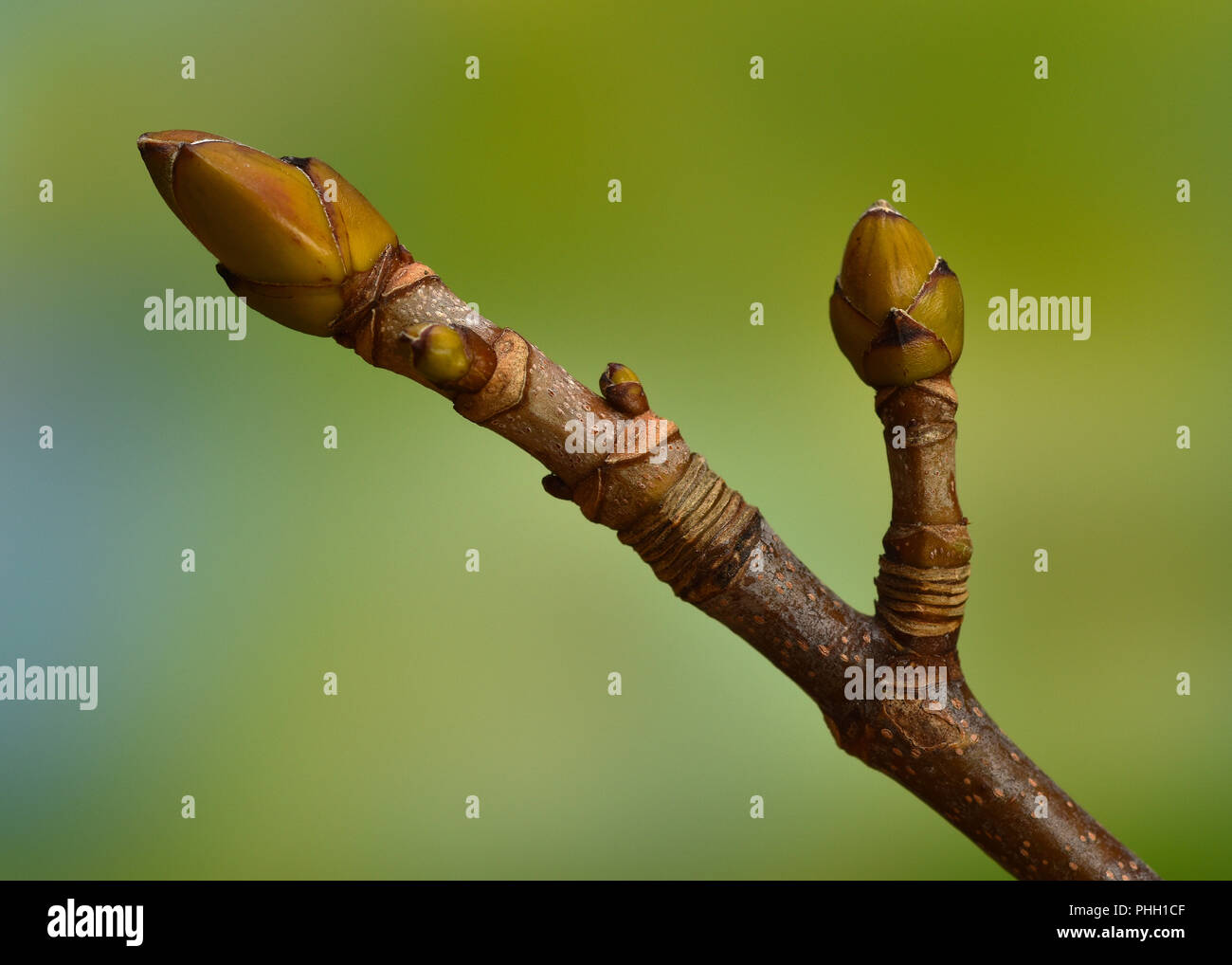 Sycamore bud hi-res stock photography and images - Alamy