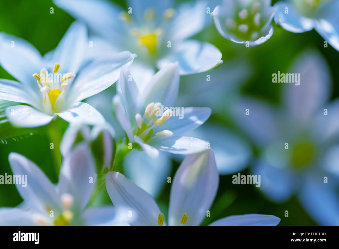 Snowflower hi-res stock photography and images - Alamy