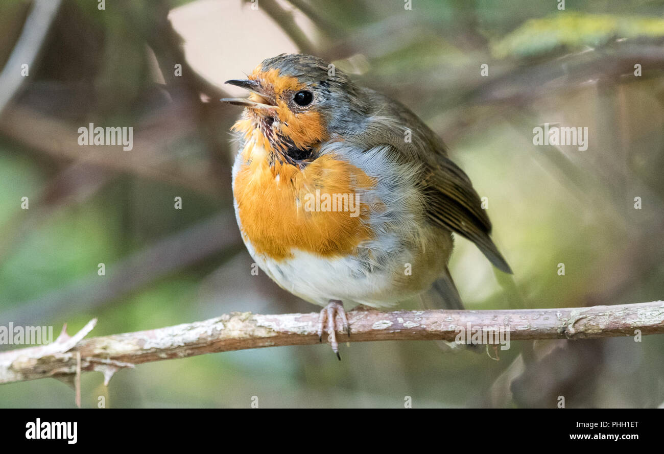 Singing robin, summer hi-res stock photography and images - Alamy