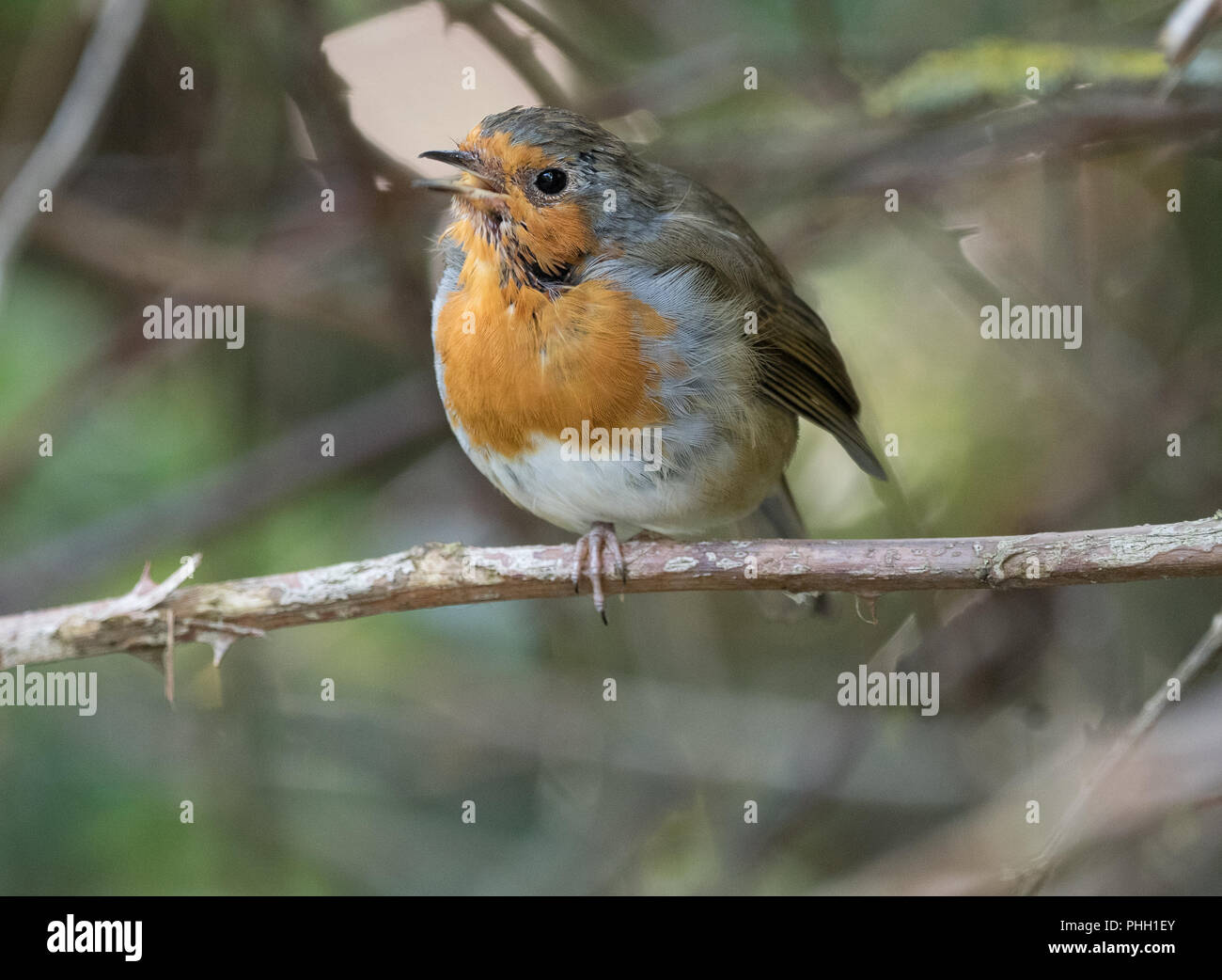 Robin gb hi-res stock photography and images - Alamy