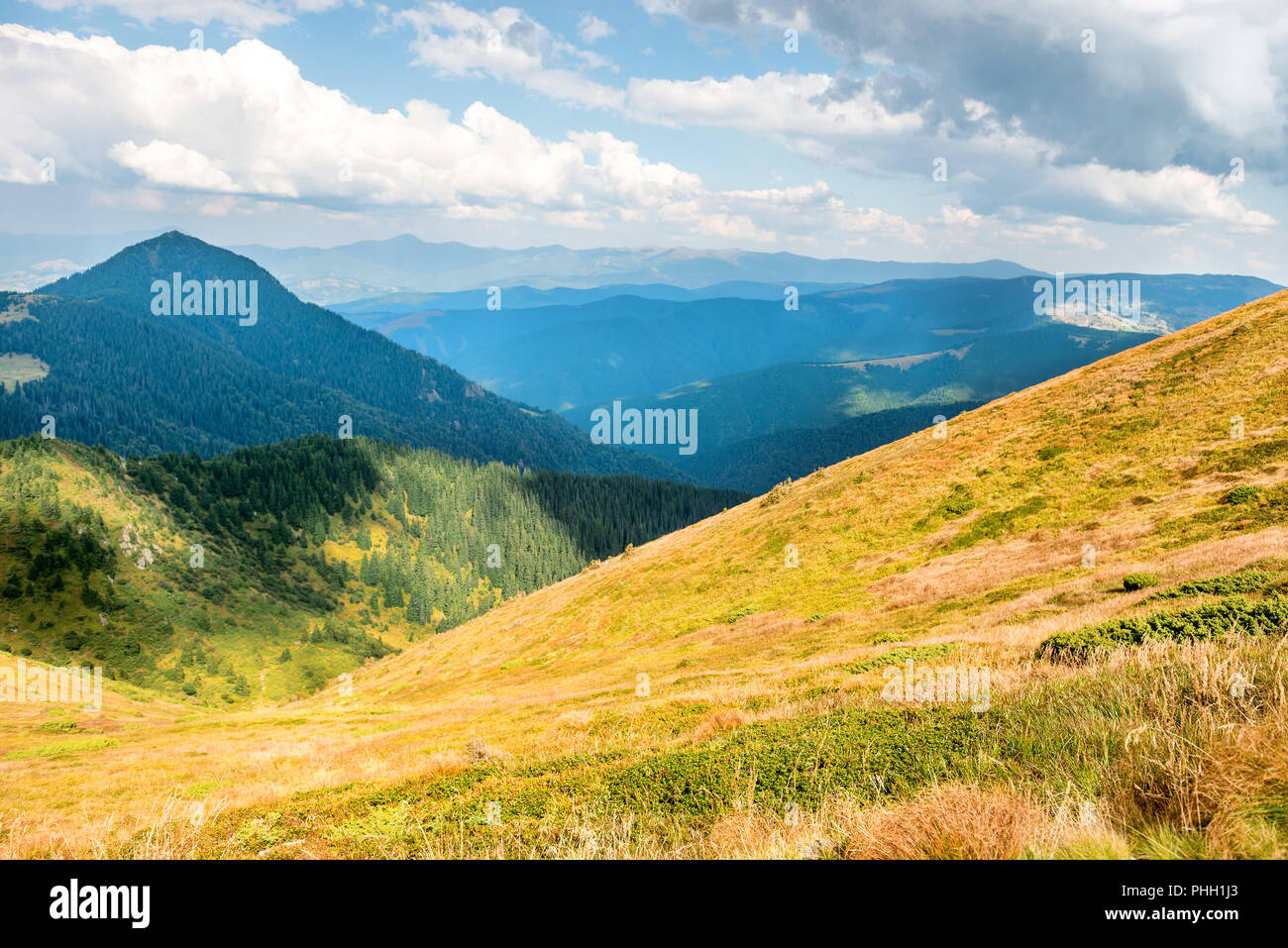 Yellow hills with trees and sunlight spots Stock Photo - Alamy