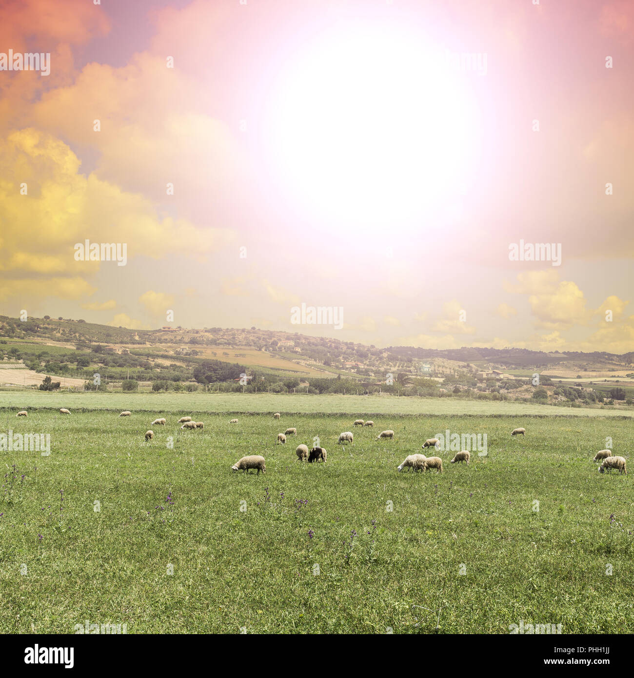 Mammals of sicily hi-res stock photography and images - Alamy