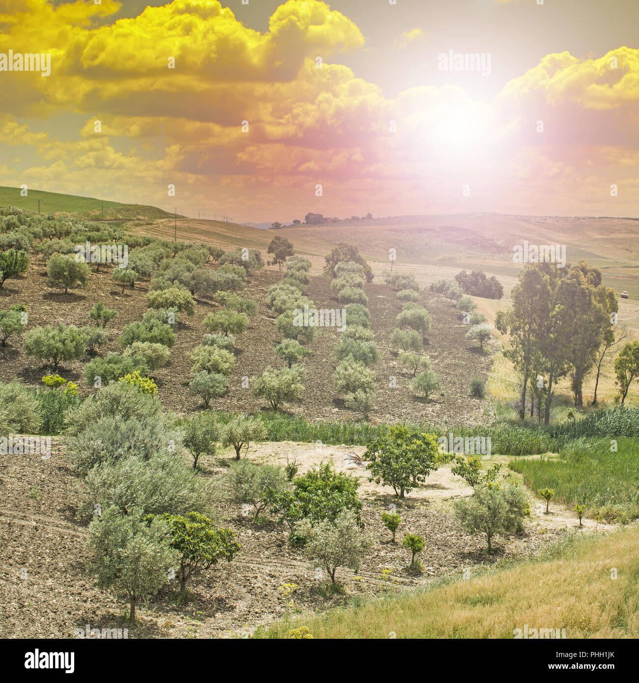 Olive trees in Sicily at sunrise Stock Photo - Alamy