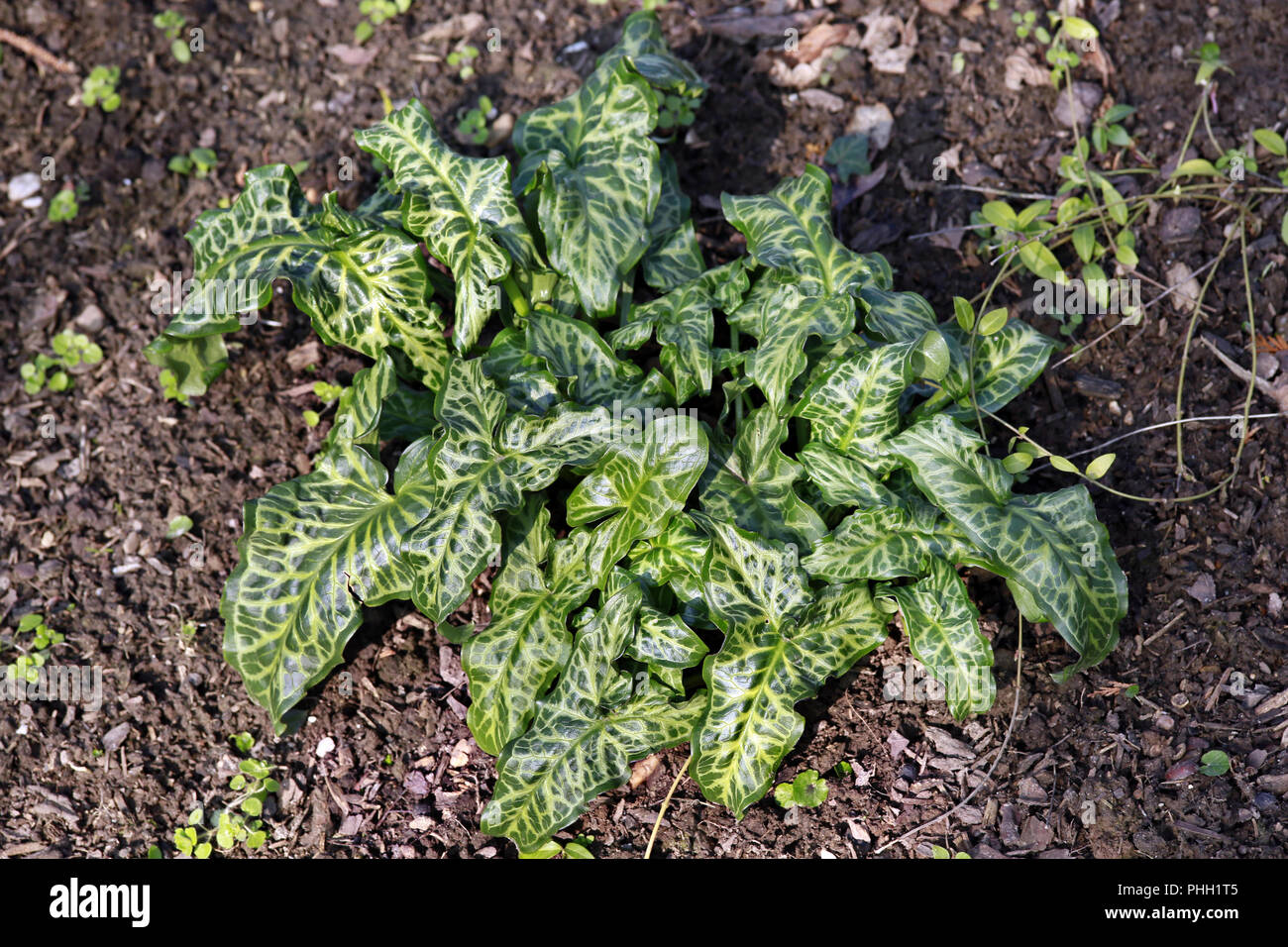 Leaf-leaves Spotted Arum (Arum maculatum Stock Photo - Alamy