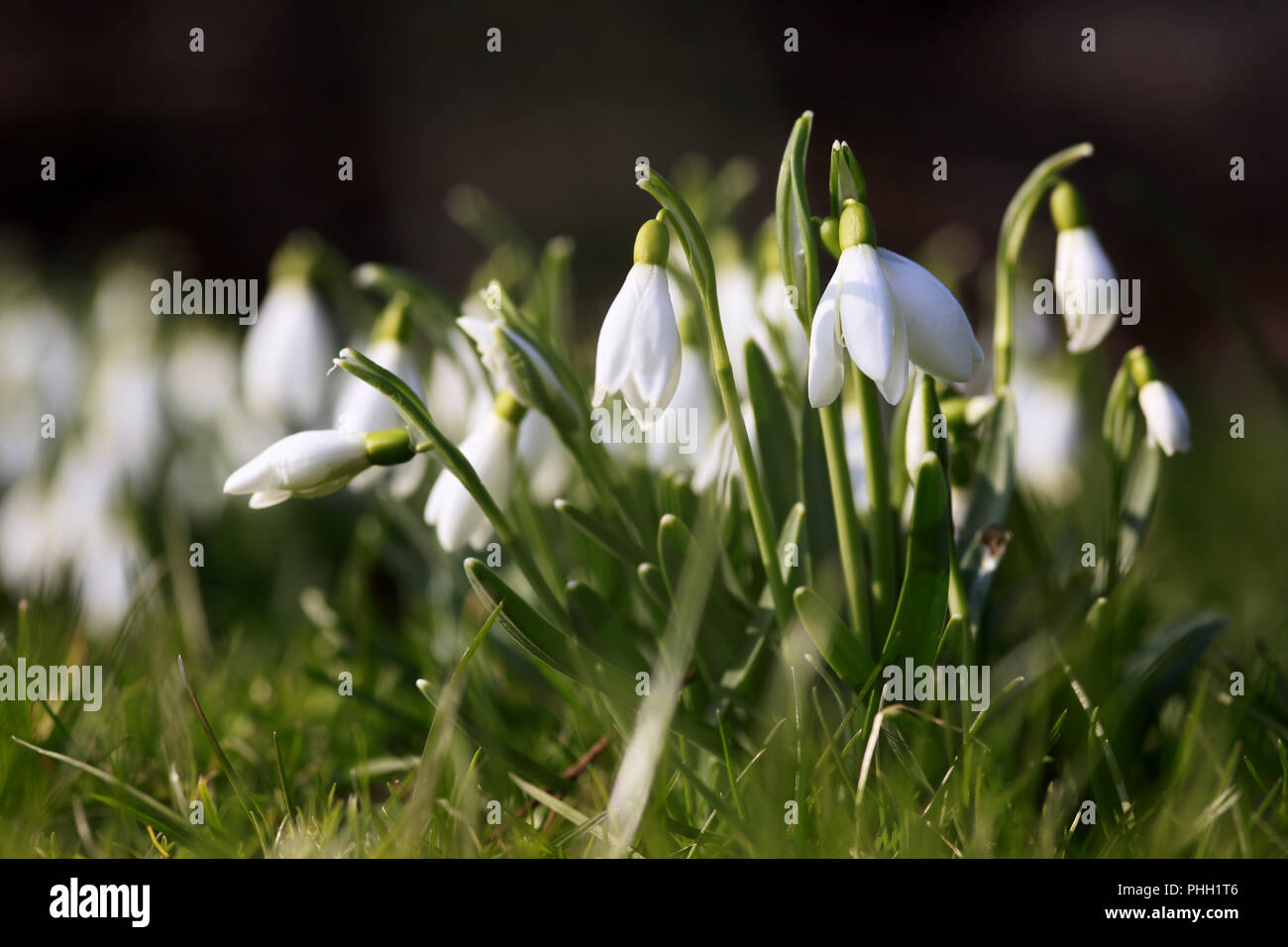 Little Snowdrop (Galanthus nivalis Stock Photo - Alamy
