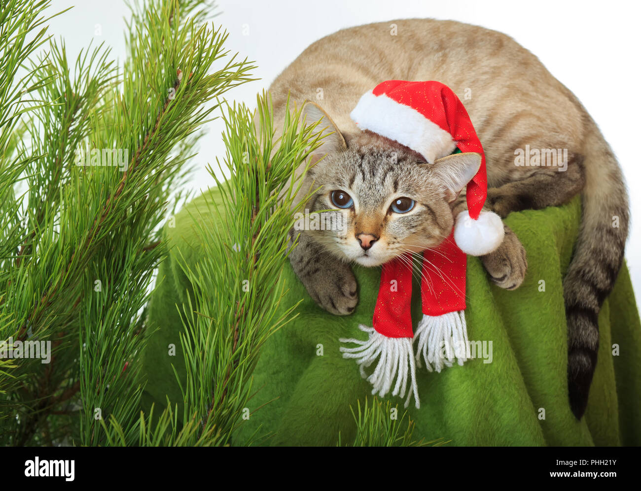 Funny cat in santa hat hi-res stock photography and images - Alamy