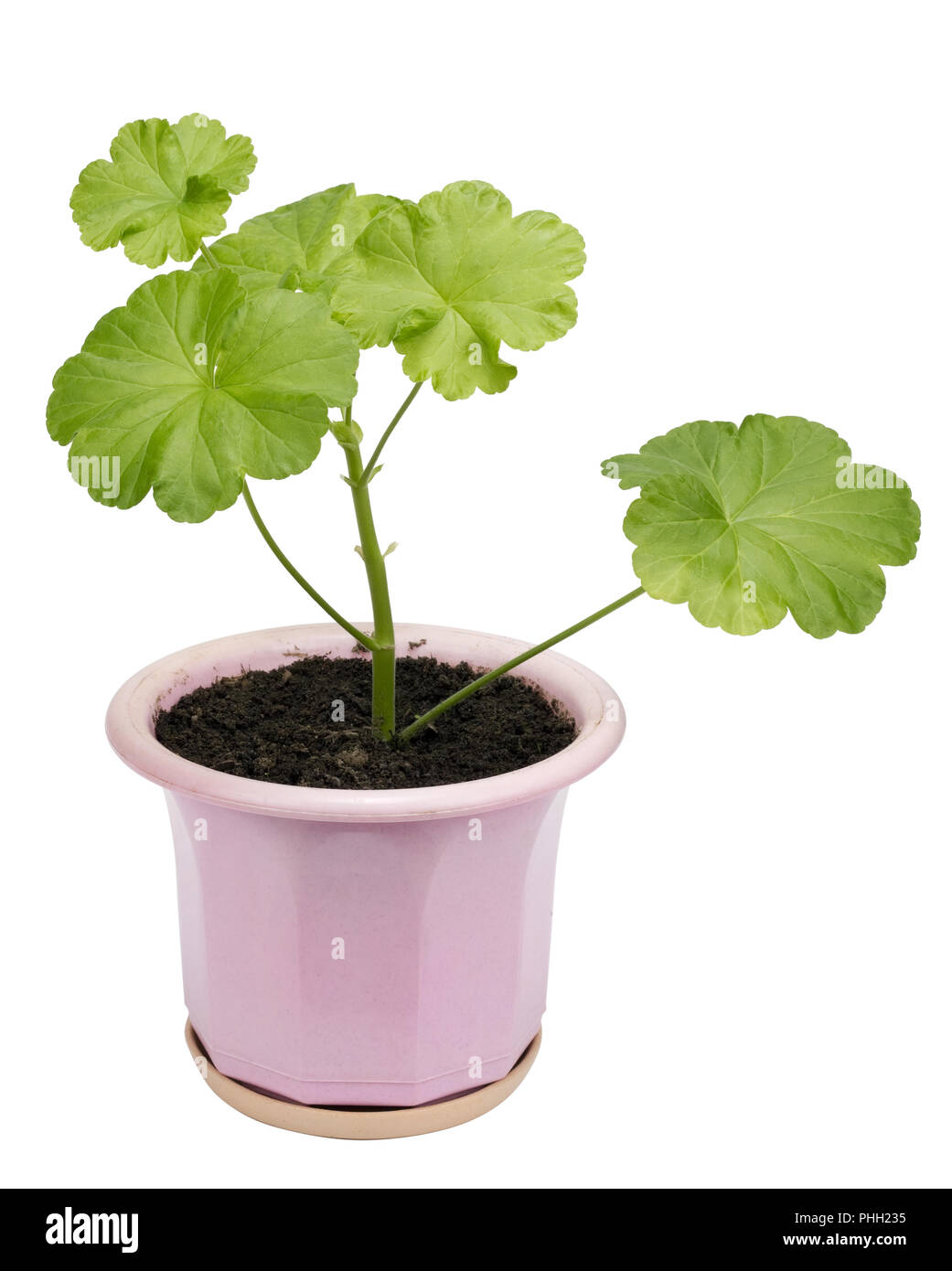Pot red white geranium Cut Out Stock Images & Pictures - Alamy