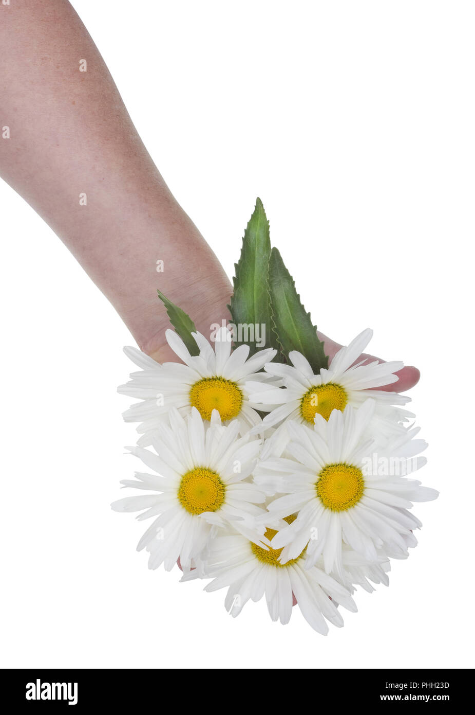 White big daisies isolated Stock Photo - Alamy