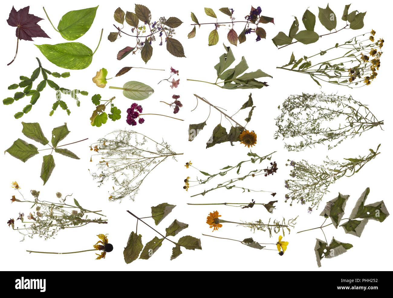 sick plants isolated set Stock Photo - Alamy