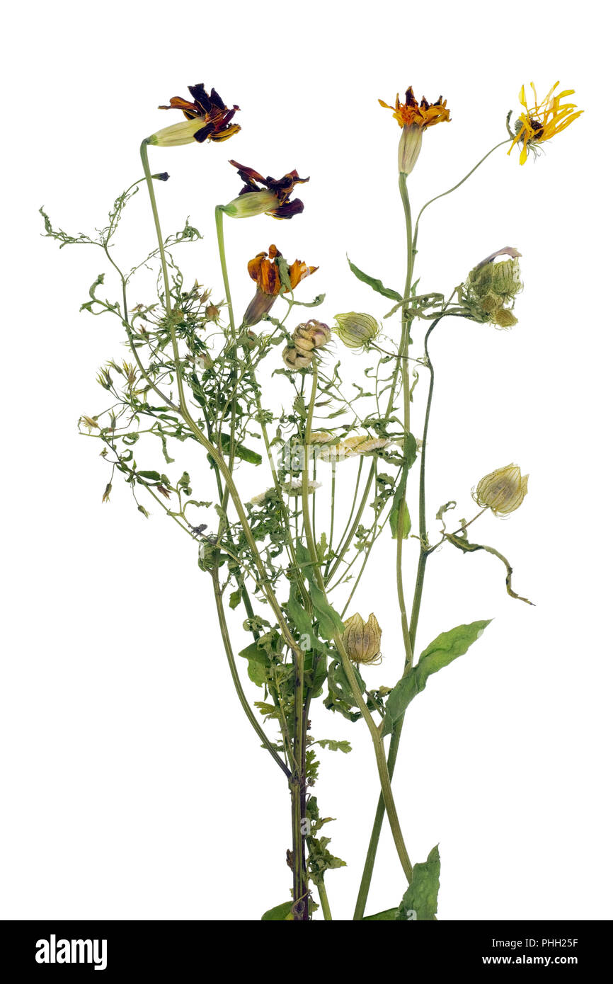 Beautiful dead flowers hi-res stock photography and images - Alamy