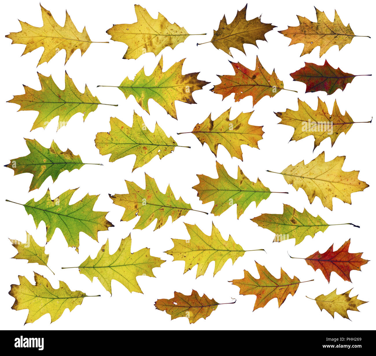 Five leaves hi-res stock photography and images - Alamy
