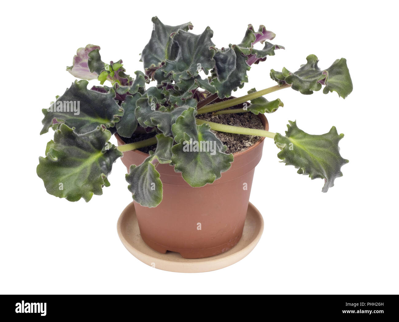 Simple green indoor plant Stock Photo - Alamy