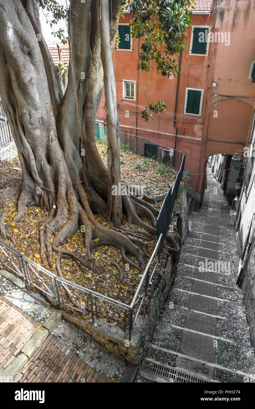 Roots of an old tree Stock Photo - Alamy