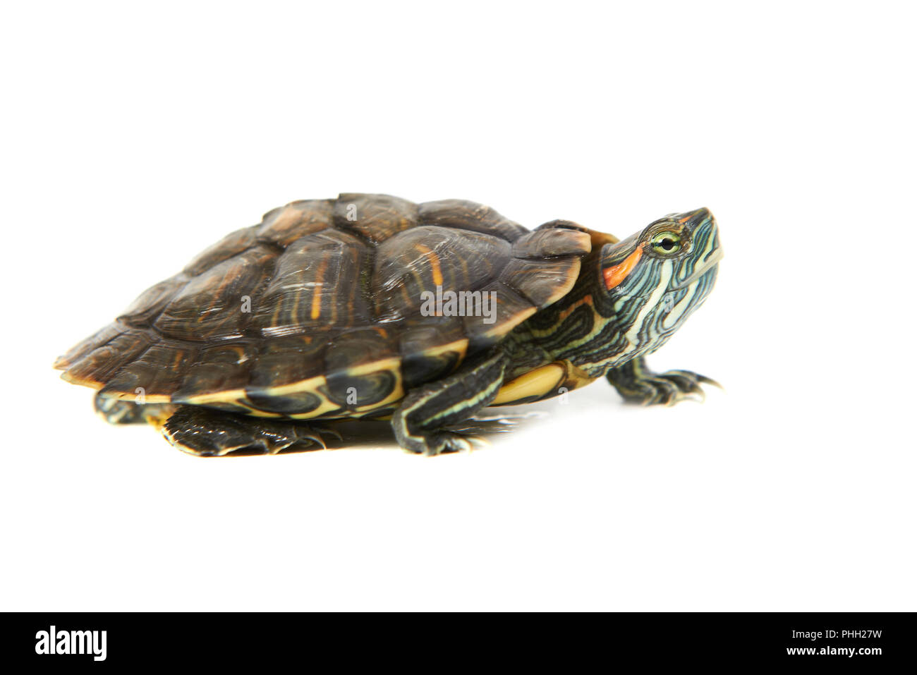 Red ear turtle Stock Photo - Alamy