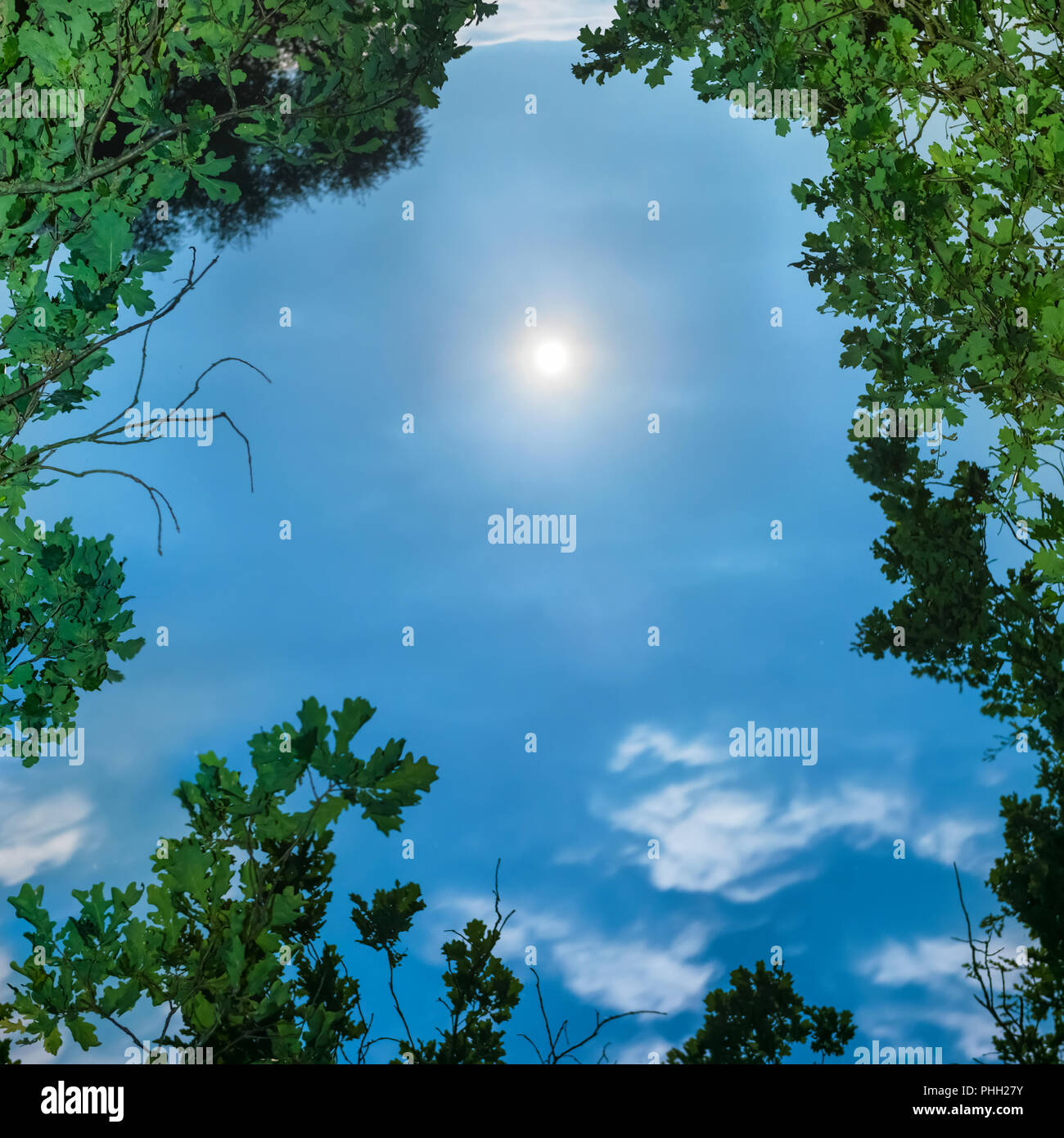 Moon through tree leaves Stock Photo - Alamy