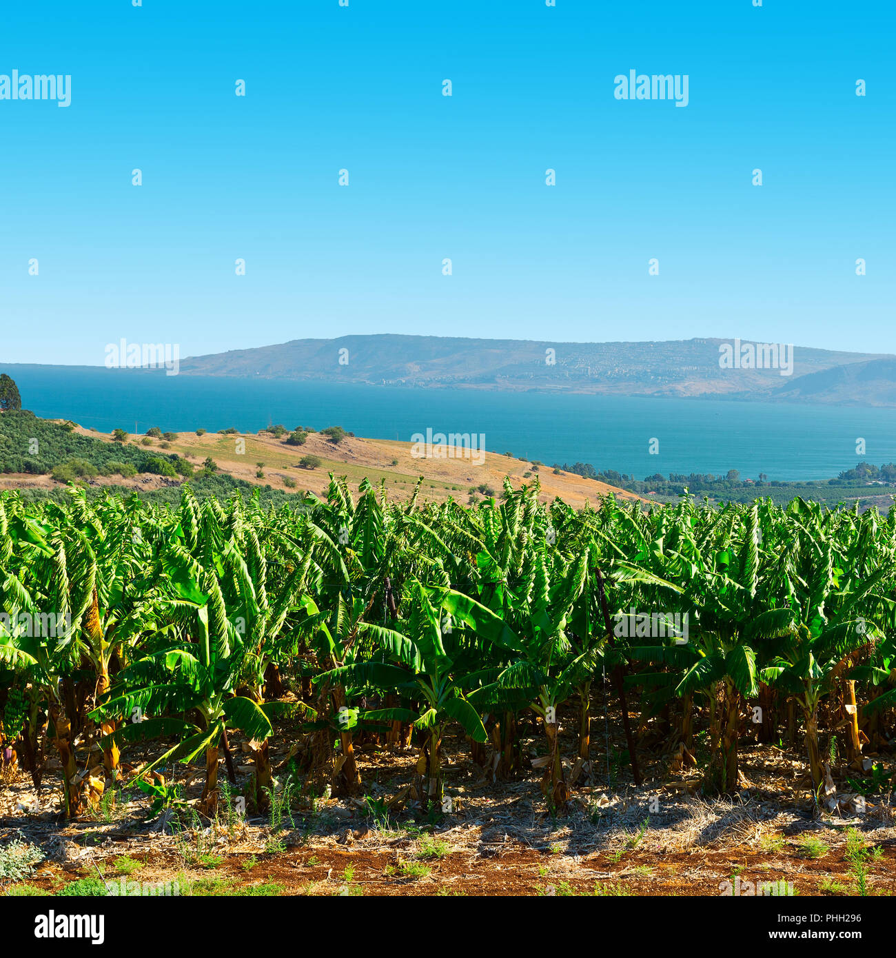 Holy banana tree hi-res stock photography and images - Alamy