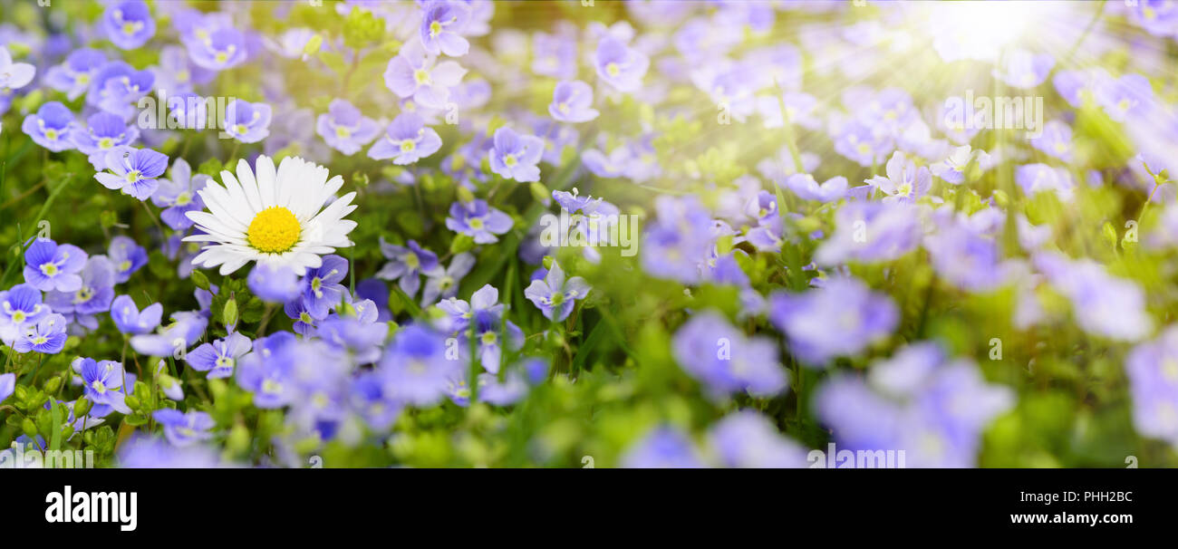 Beautiful flowers on meadow in hi-res stock photography and images - Alamy