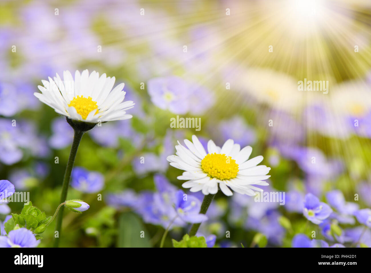 Sunlight on flowers hi-res stock photography and images - Alamy