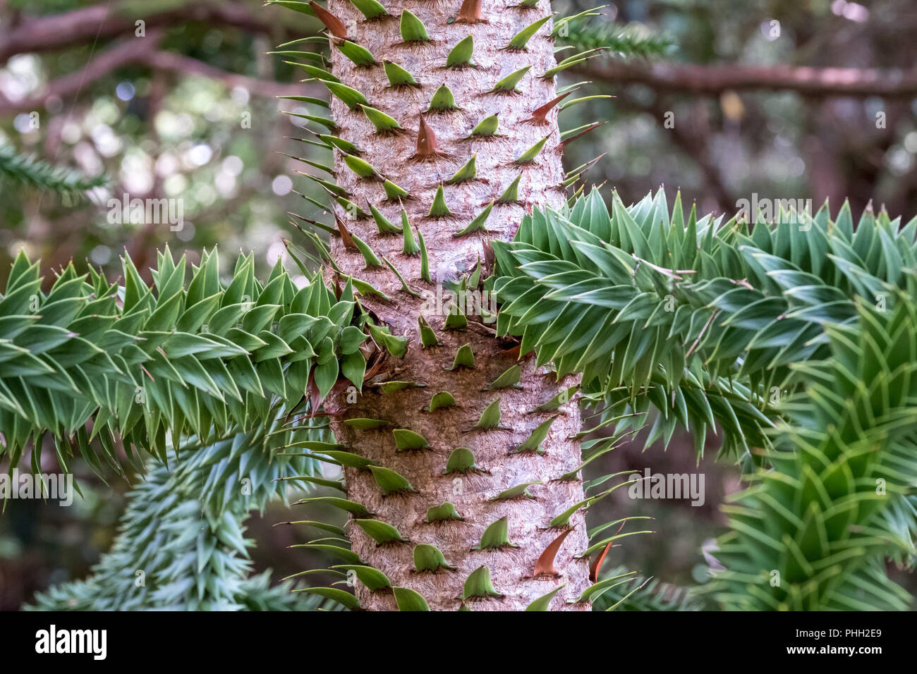 Close up photo showing detail of the trunk, bark and evergreen leaves ...