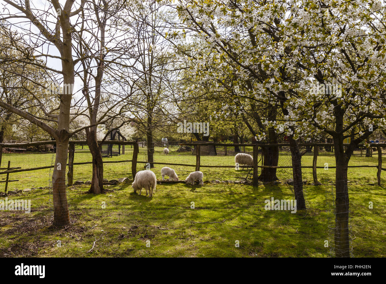 Sheep in spring hi-res stock photography and images - Alamy