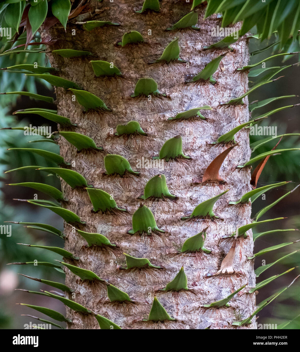Close up photo showing detail of the trunk, bark and evergreen leaves ...