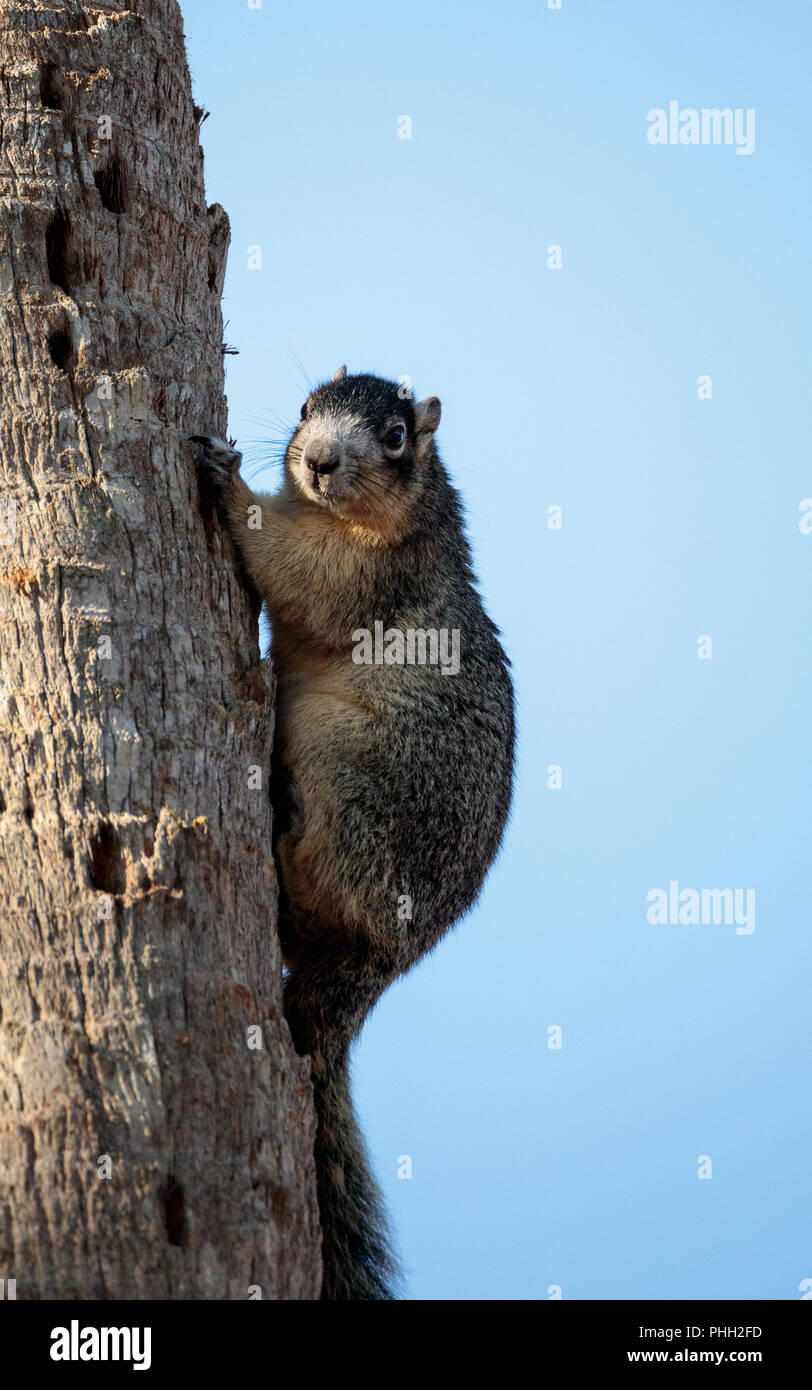 Eastern Fox squirrel Sciurus niger Stock Photo - Alamy