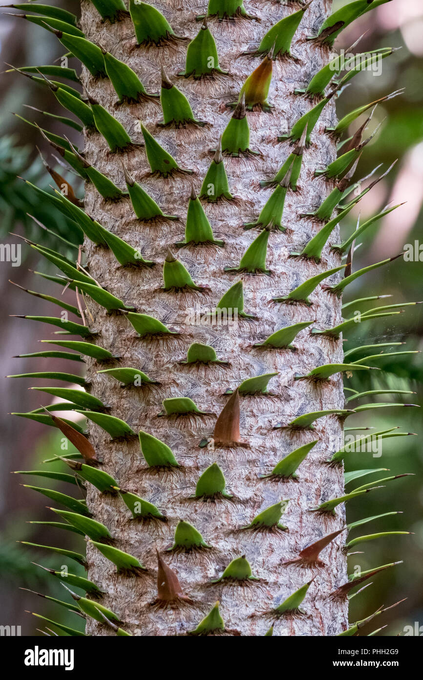 Monkey puzzle tree bark hi-res stock photography and images - Alamy