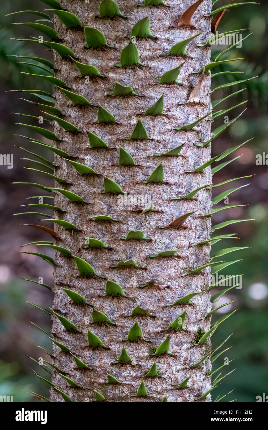 Close up photo showing detail of the trunk, bark and evergreen leaves ...