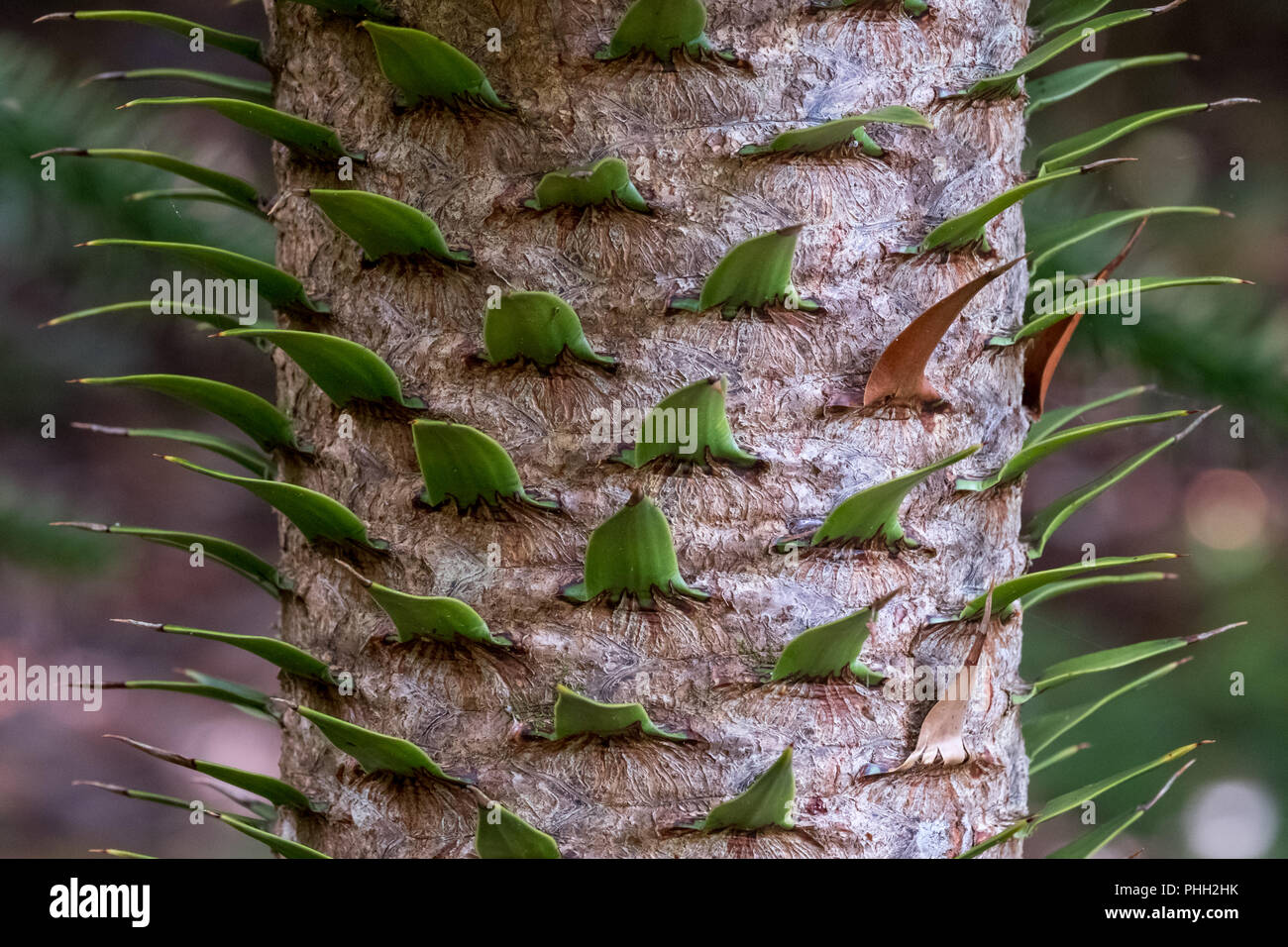 Close up photo showing detail of the trunk, bark and evergreen leaves ...