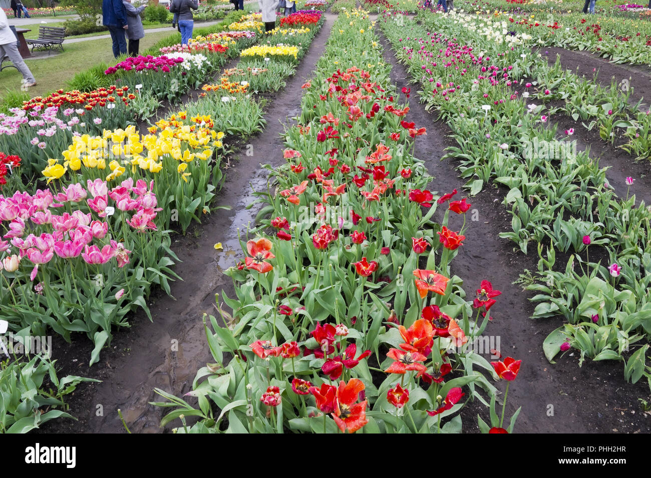 Rare spring flower hi-res stock photography and images - Alamy