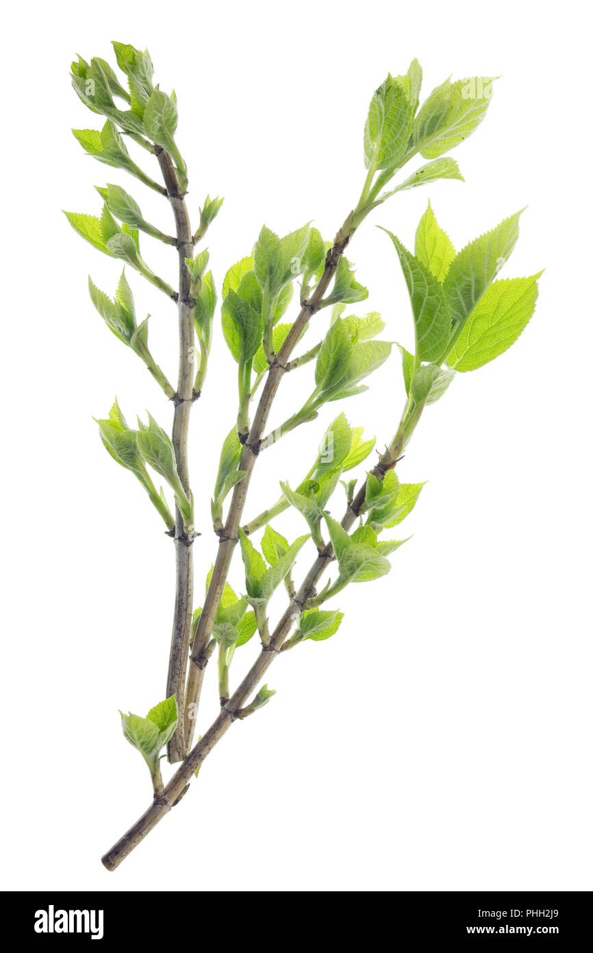 Real branches hi-res stock photography and images - Alamy