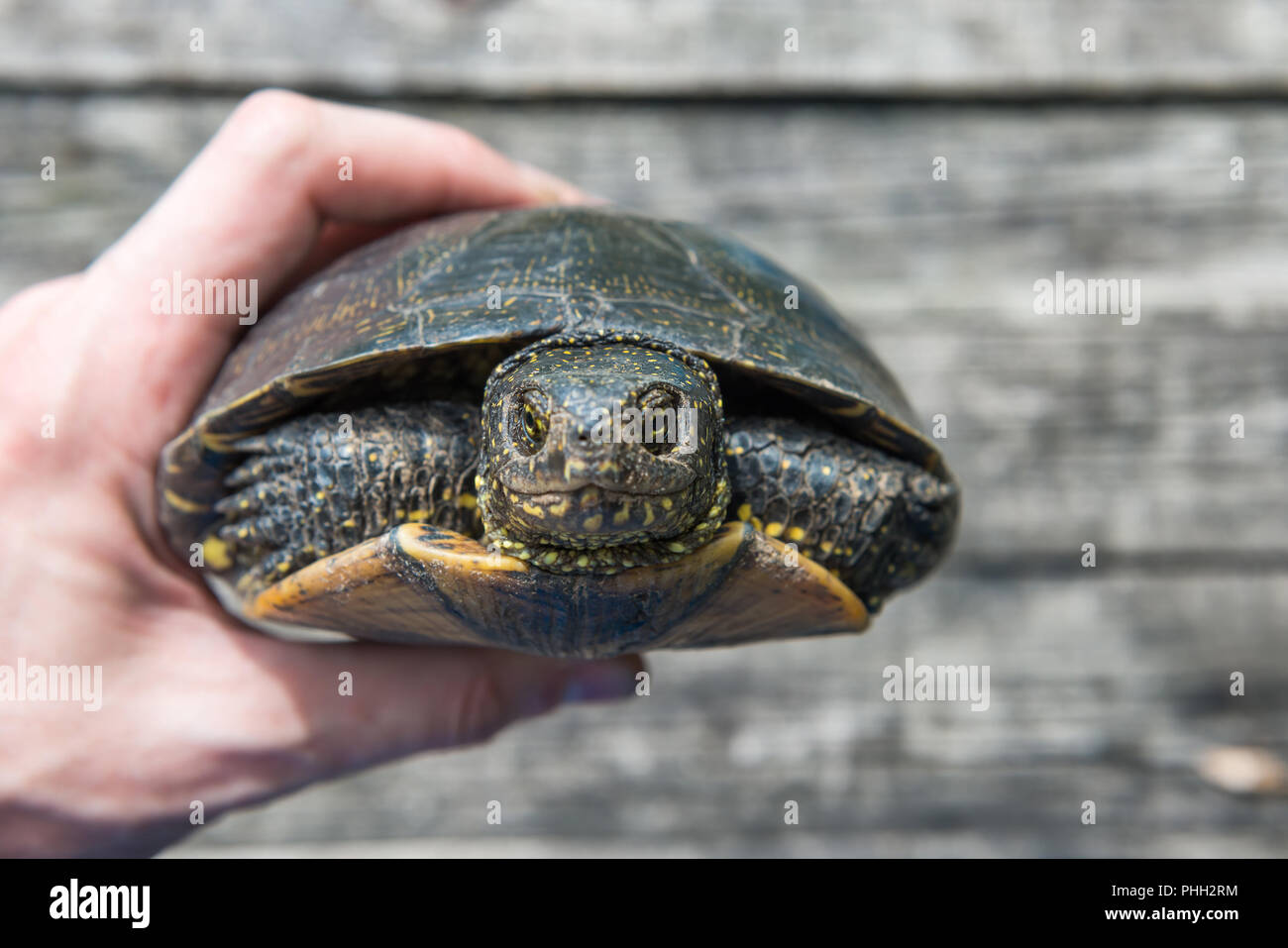 Turtle beauty hi-res stock photography and images - Alamy