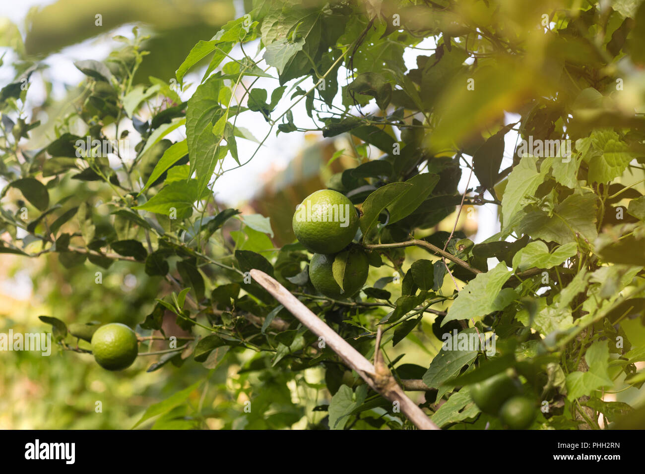Lime citrus fruits growing on a tree in summer asian garden Stock Photo ...