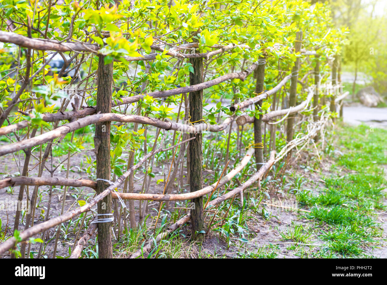 Rural fence from green fresh plants Stock Photo - Alamy