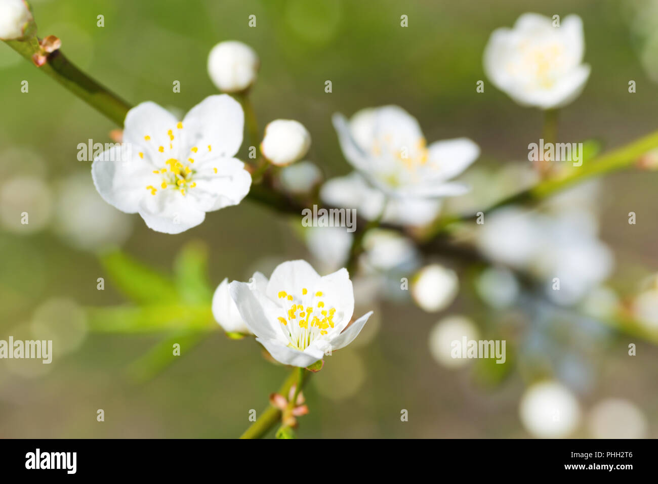Spring blossoming white spring flowers Stock Photo - Alamy