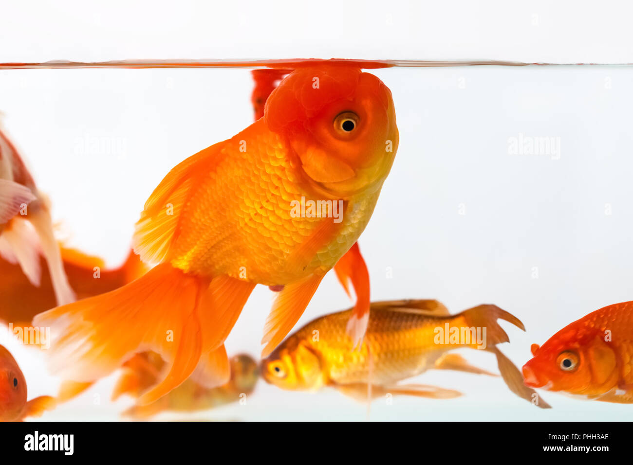 Goldfish eating fish hi-res stock photography and images - Alamy