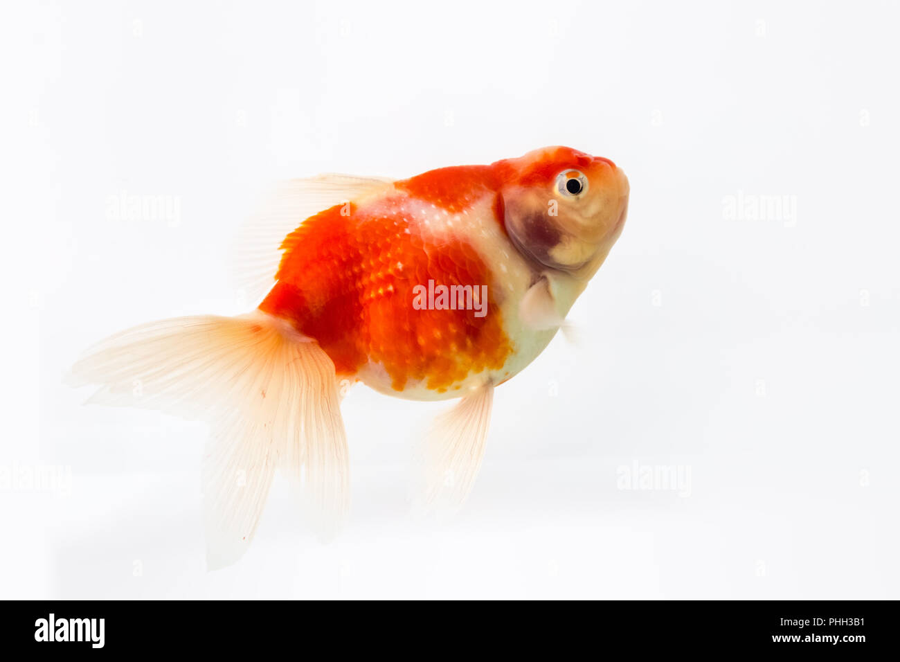 beautiful goldfish isolated Stock Photo - Alamy