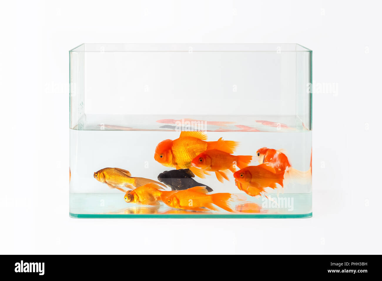 Goldfish tank hi-res stock photography and images - Alamy