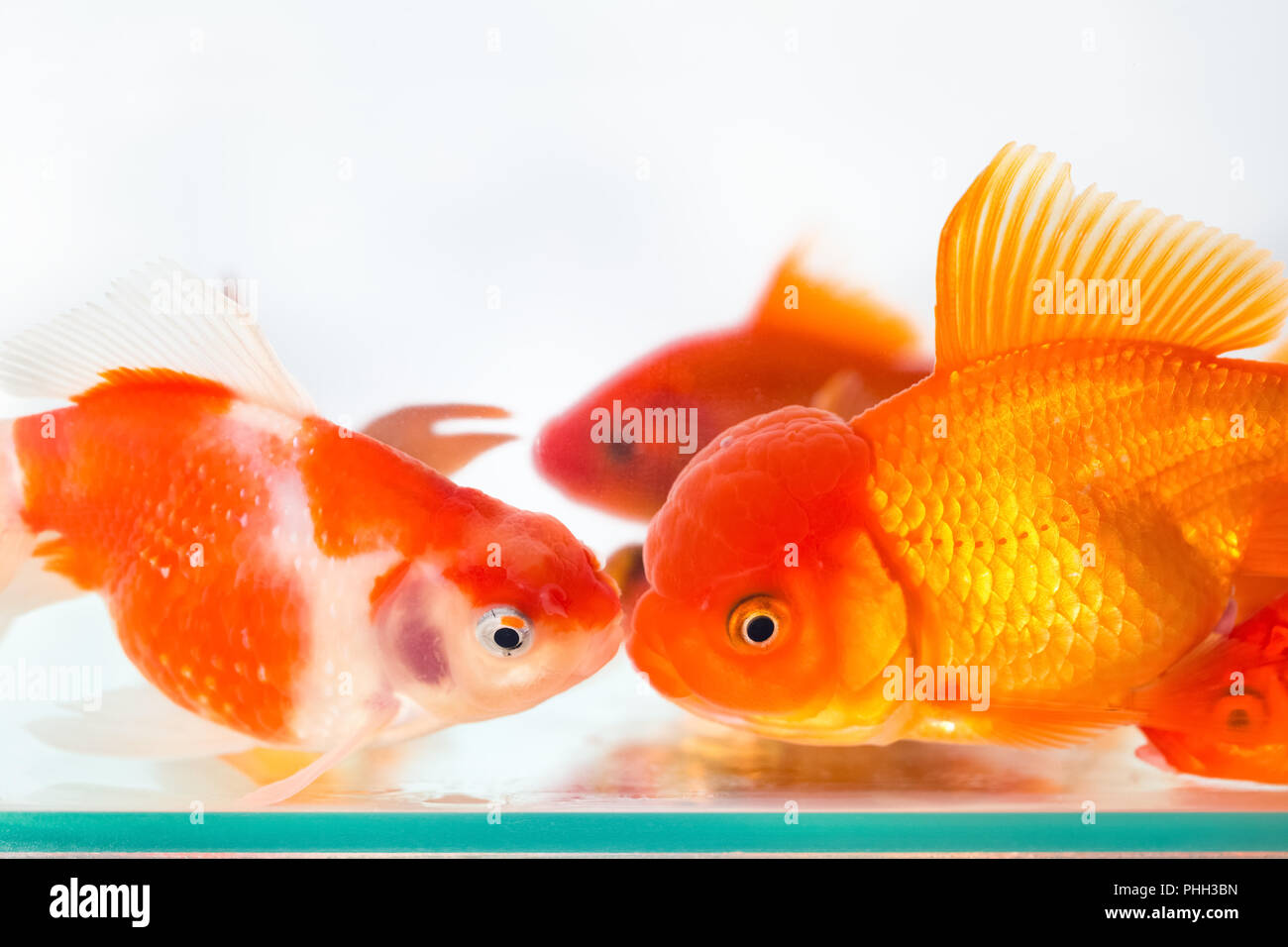 Goldfish eating fish hi-res stock photography and images - Alamy
