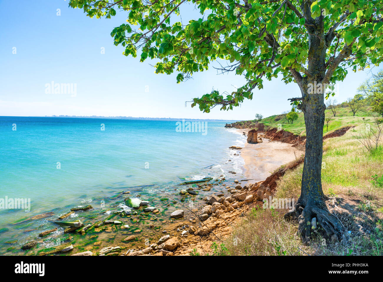 Big green tree on the beach Stock Photo - Alamy