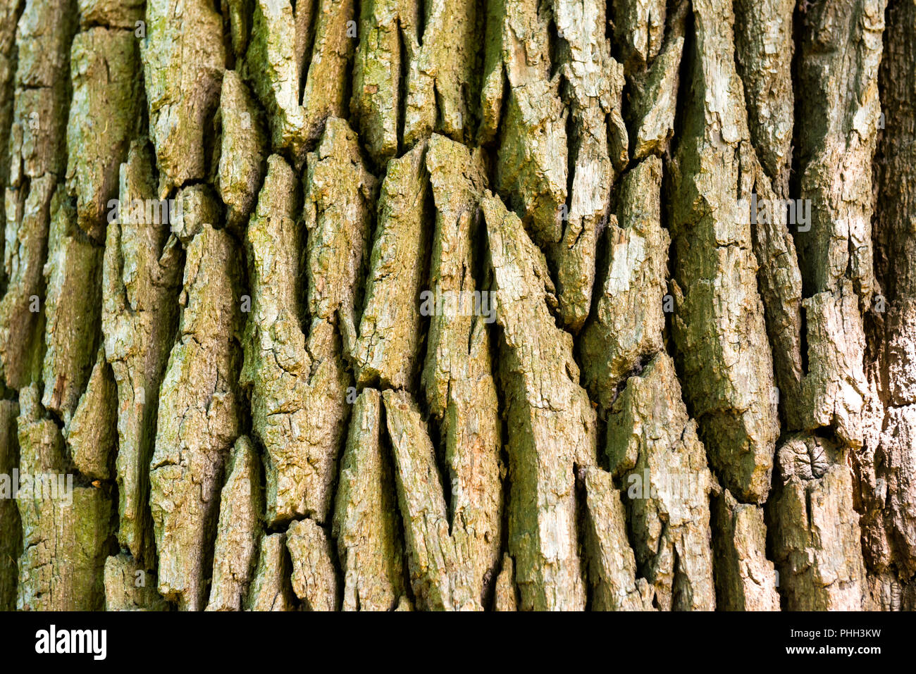 Oak grain texture hi-res stock photography and images - Alamy