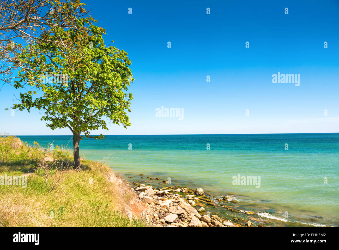 Big green tree on the beach Stock Photo - Alamy