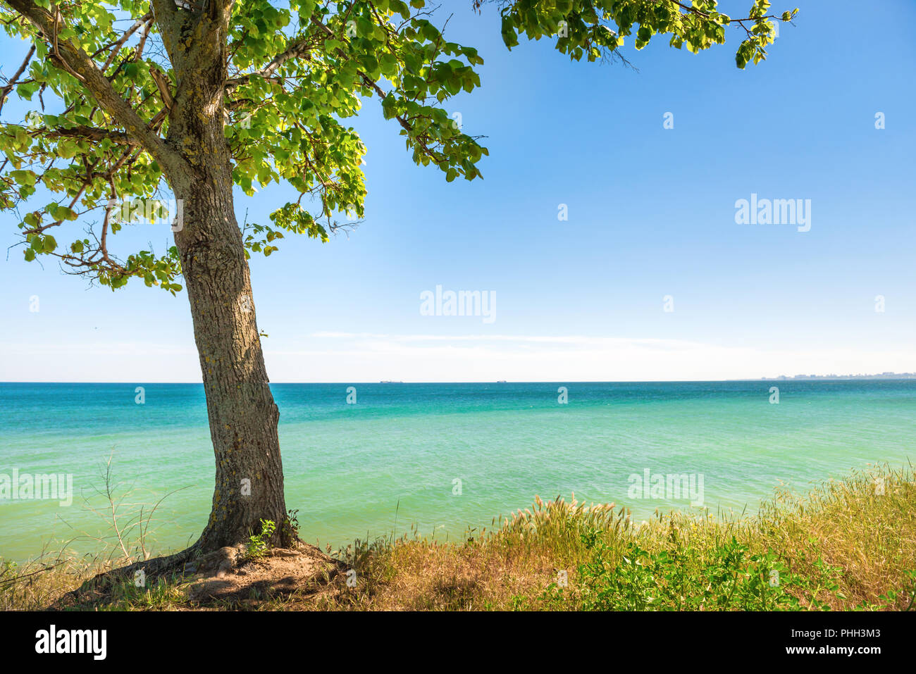 Big green tree on the beach Stock Photo - Alamy