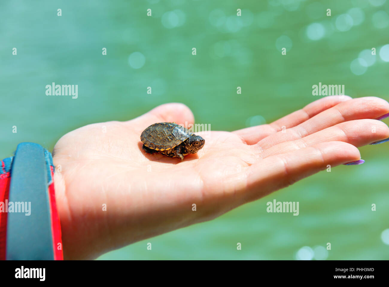 Small sea turtle Stock Photo - Alamy