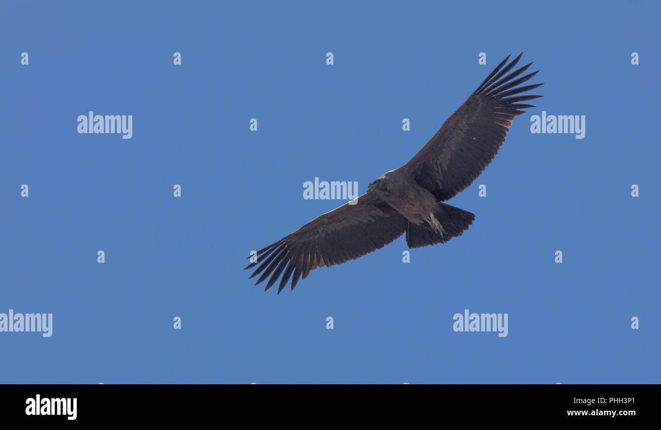 Condor flying in Peru Stock Photo - Alamy