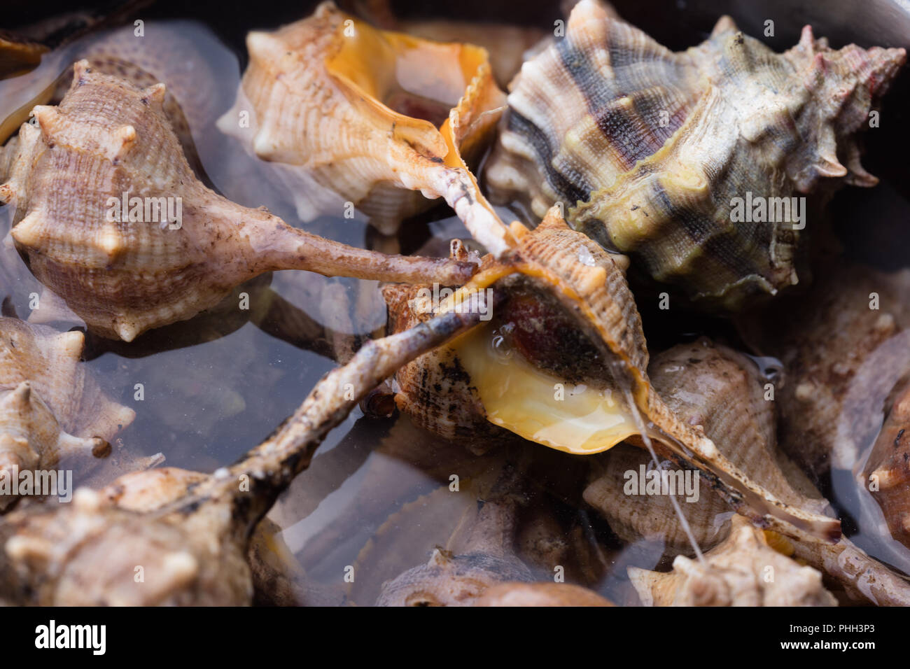 Warm water sea snail hi-res stock photography and images - Alamy