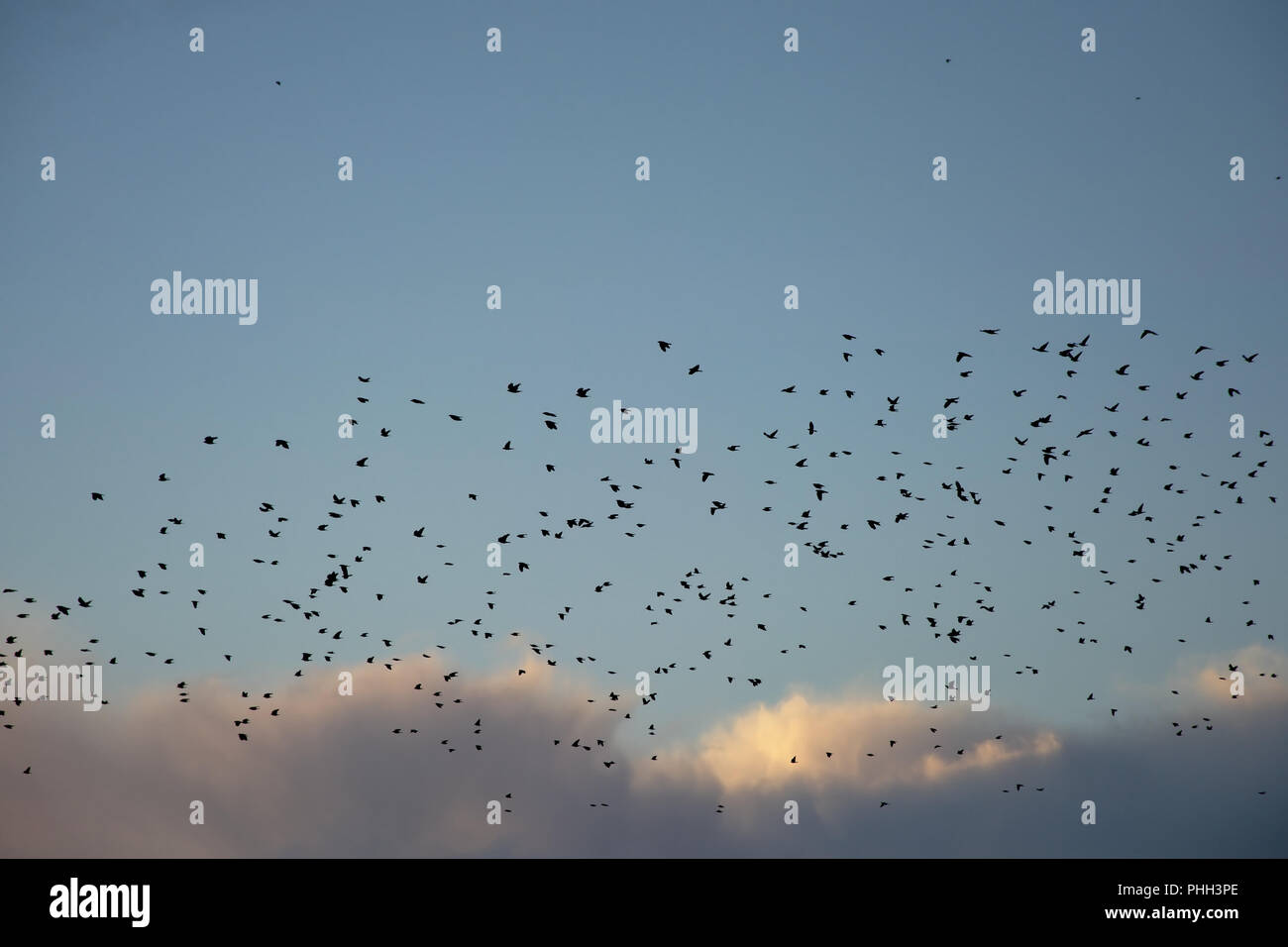 Lapwings flying hi-res stock photography and images - Alamy